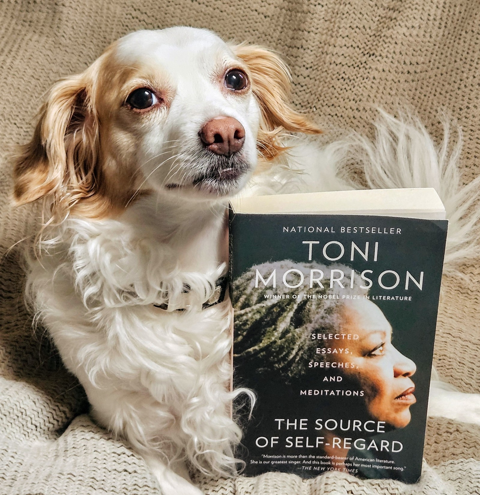 THE SOURCE OF SELF-REGARD by Toni Morrison – DG Reads